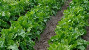 Chicorée anbauen im Garten: Standort, Pflege & Tipps