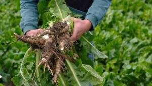 Chicorée anbauen im Garten: Standort, Pflege & Tipps